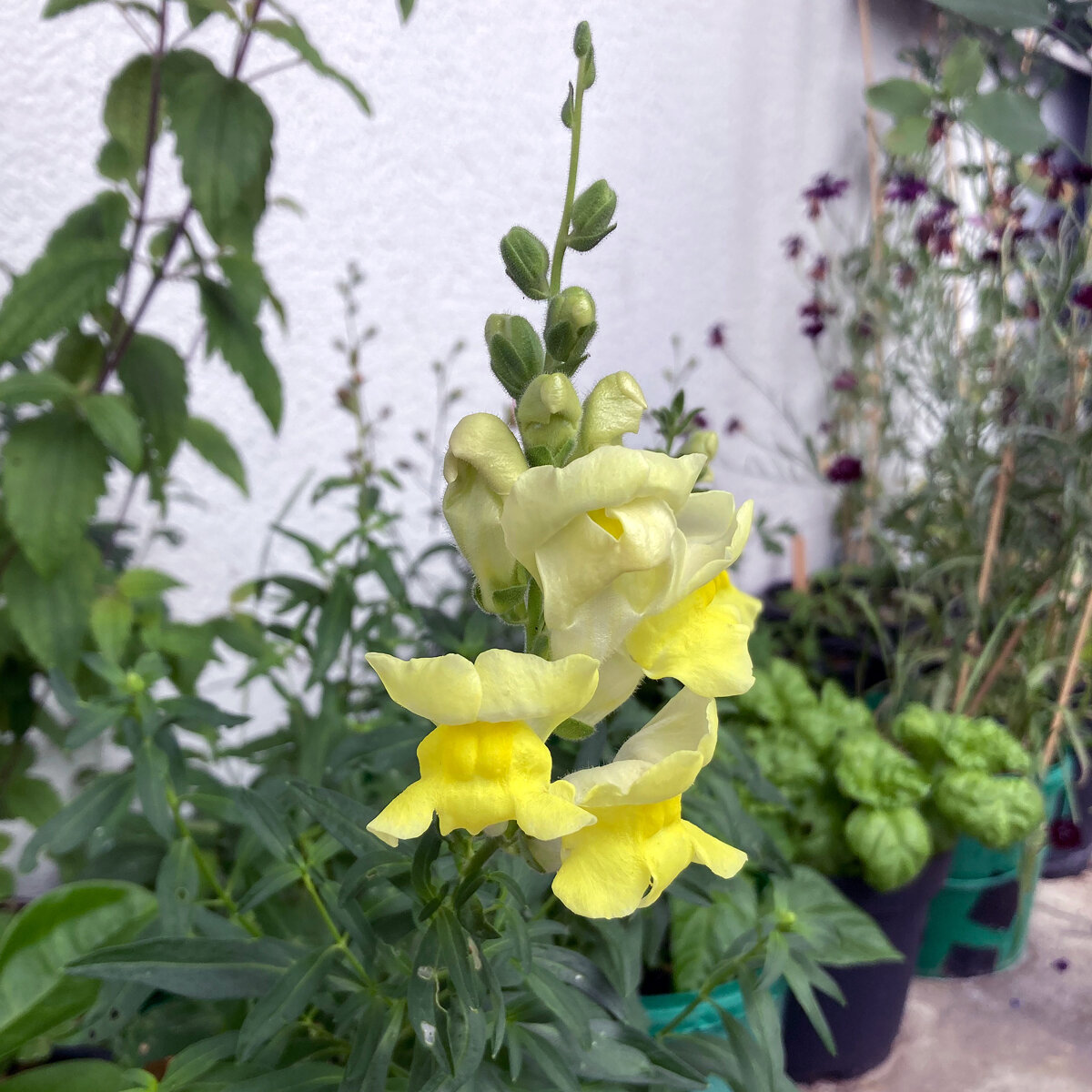 Snapdragon 'Canary Bird' (Antirrhinum majus) Seeds
