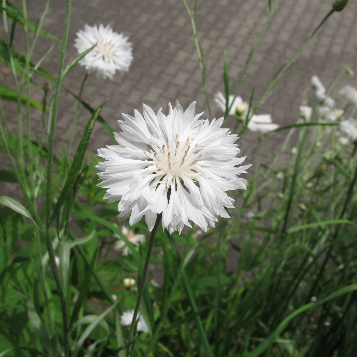 White Cornflower 'White Ball' (Centaurea cyanus) seeds