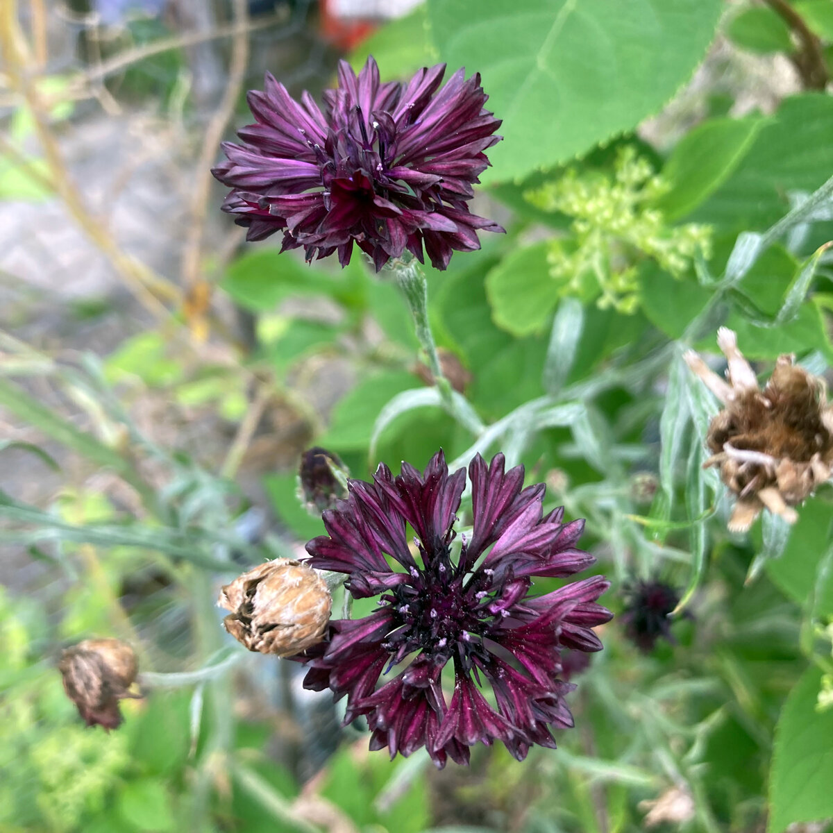 Dark Violet Cornflower 'Black Ball' (Centaurea cyanus) seeds