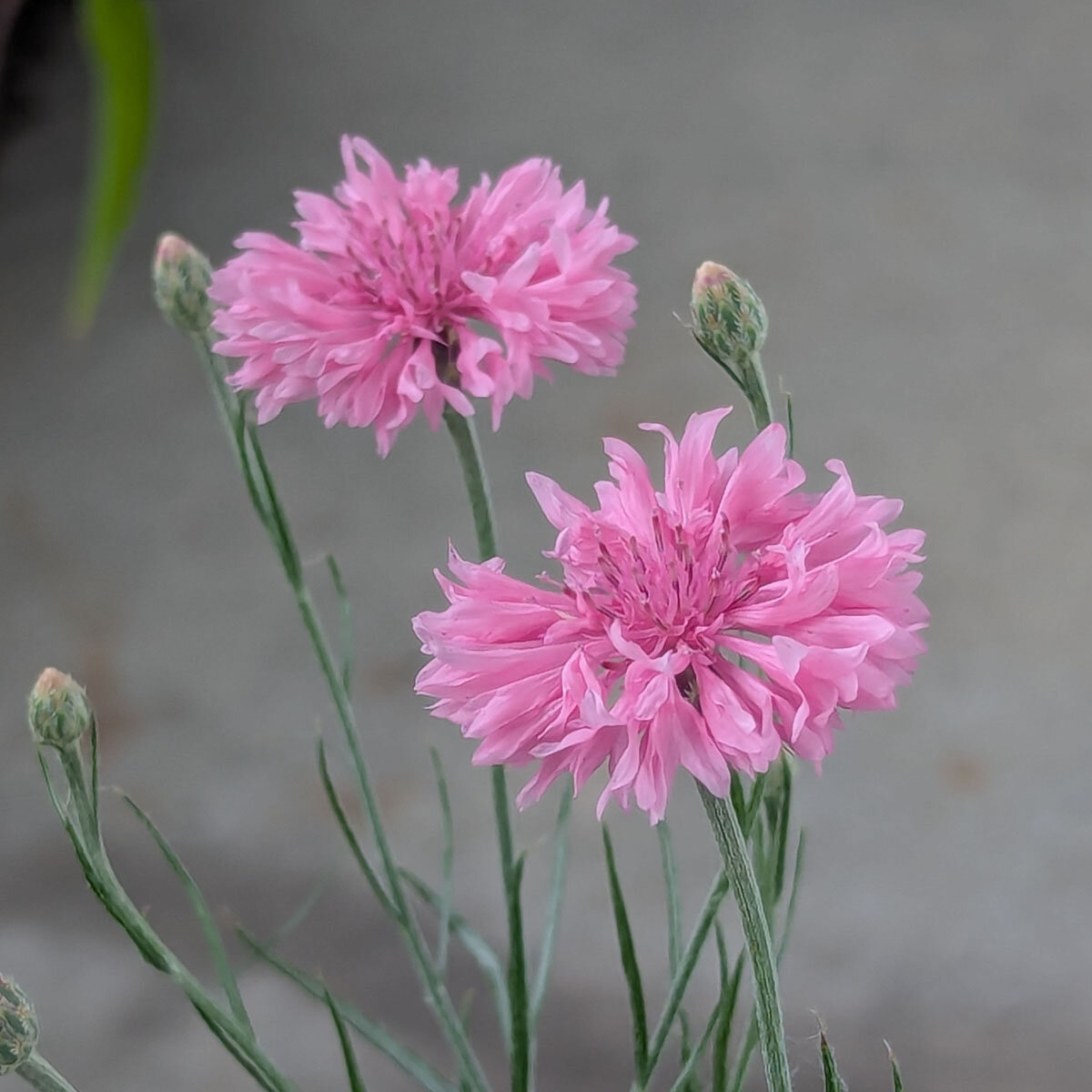 Cornflower 'Pink Ball' (Centaurea cyanus) seeds