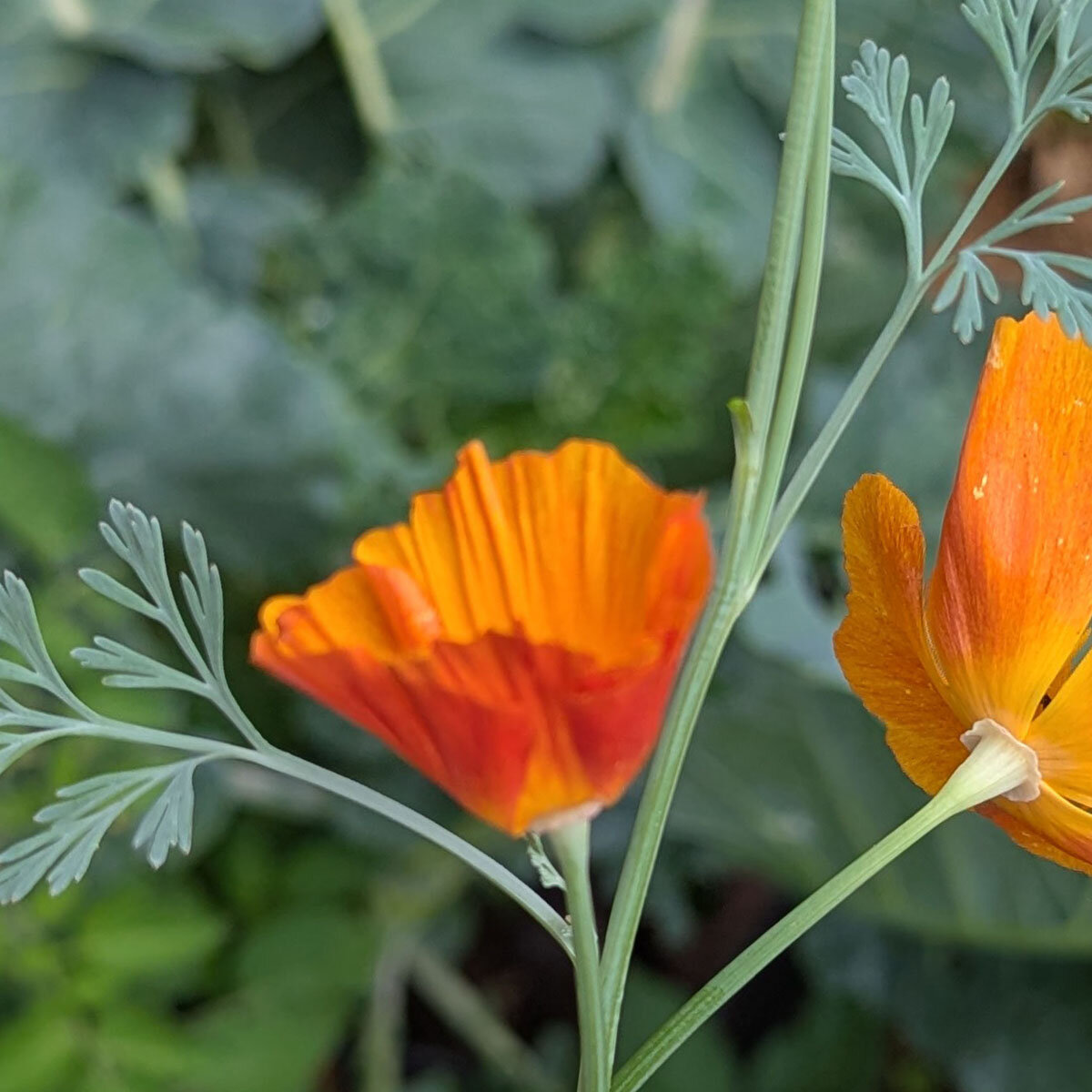 California Poppy 'Ballerina Mix' (Eschscholzia californica) seeds