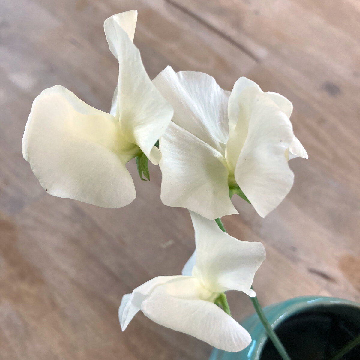 White Sweet Pea ‘Ice Cream’ (Lathyrus odoratus) seeds