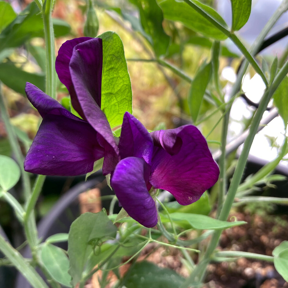 Blue-violet Sweet Pea 'Lord Nelson' (Lathyrus odoratus) seeds