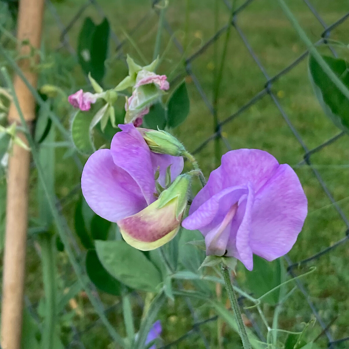 Lavender-blue Sweet Pea 'Lady Grisel Hamilton' (Lathyrus odoratus) Seeds