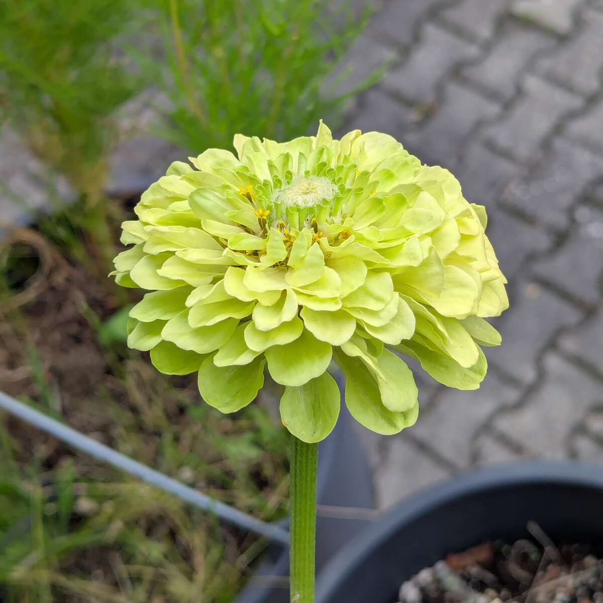 Green-flowered Zinnia 'Envy' (Zinnia elegans) seeds