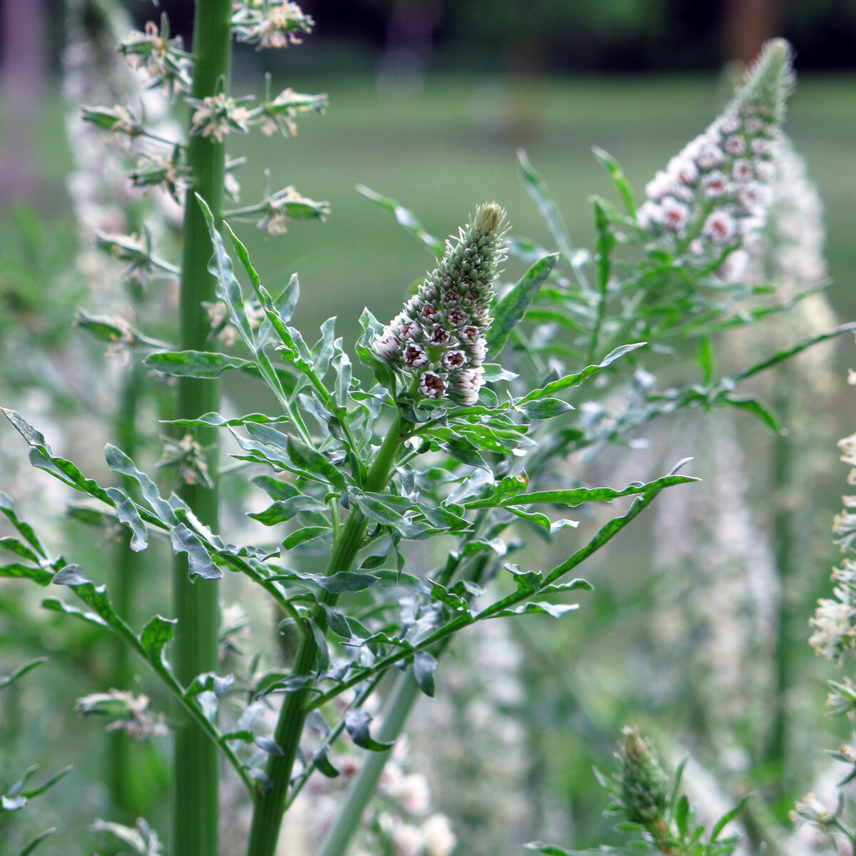 White Upright Mignonette (Resada alba) seeds