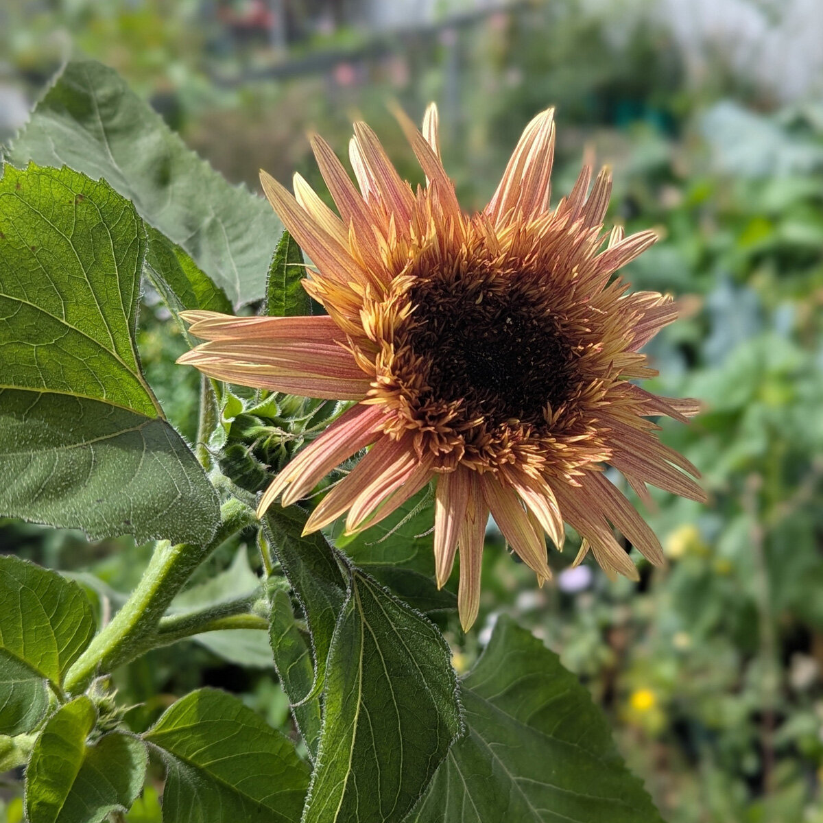 Dusty Pink Sunflower ‘Astra Rose’ (Helianthus annuus) seeds