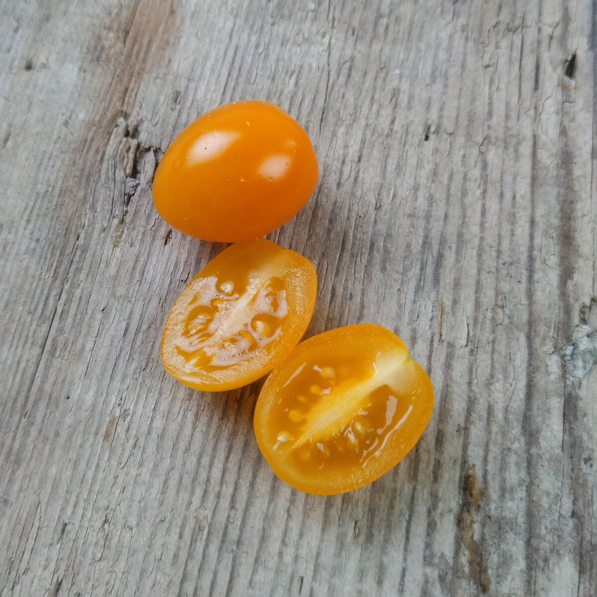 Orange Cherry Tomato 'Figiel' (Solanum lycopersicum) organic seeds