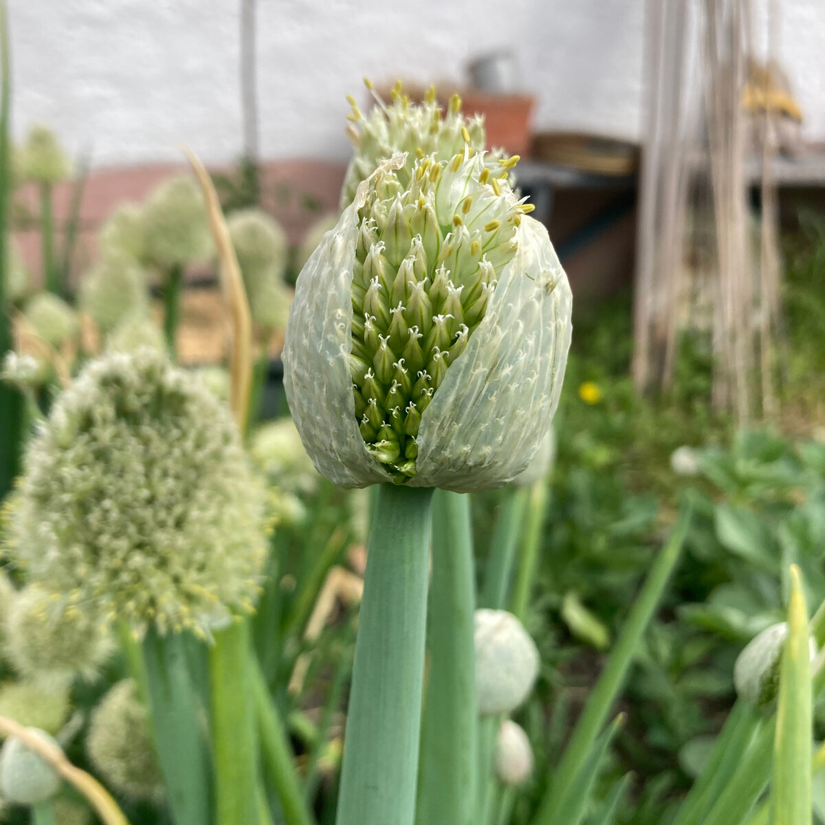 White Lisbon Spring Onion Seeds | Mild and Reliable Crop