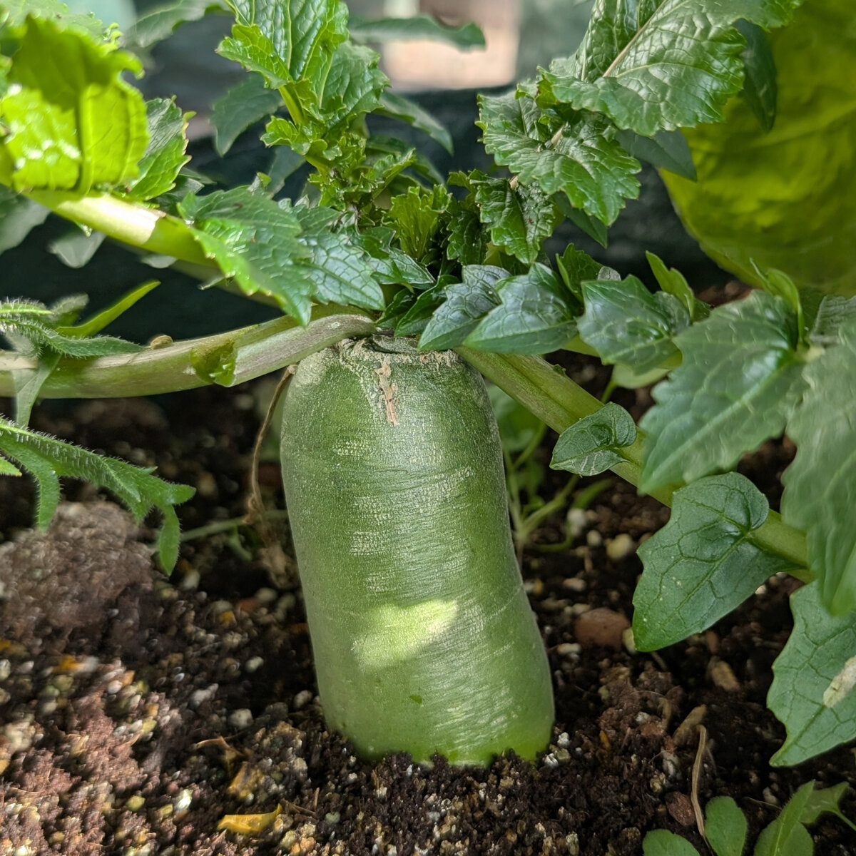Green Radish 'Green Luobo' (Raphanus sativus) seeds