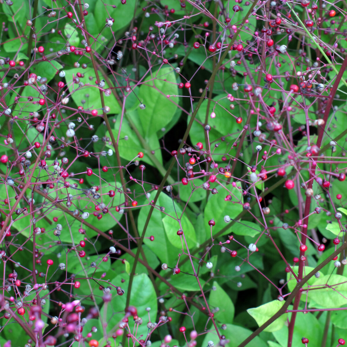 Jewels of Opar (Talinum paniculatum) seeds