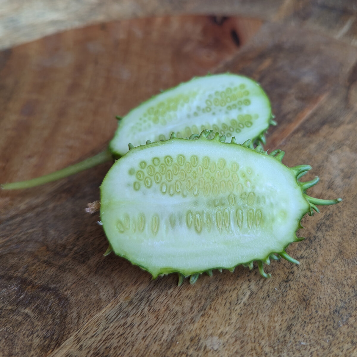 West Indian Gherkin (Cucumis anguria) seeds