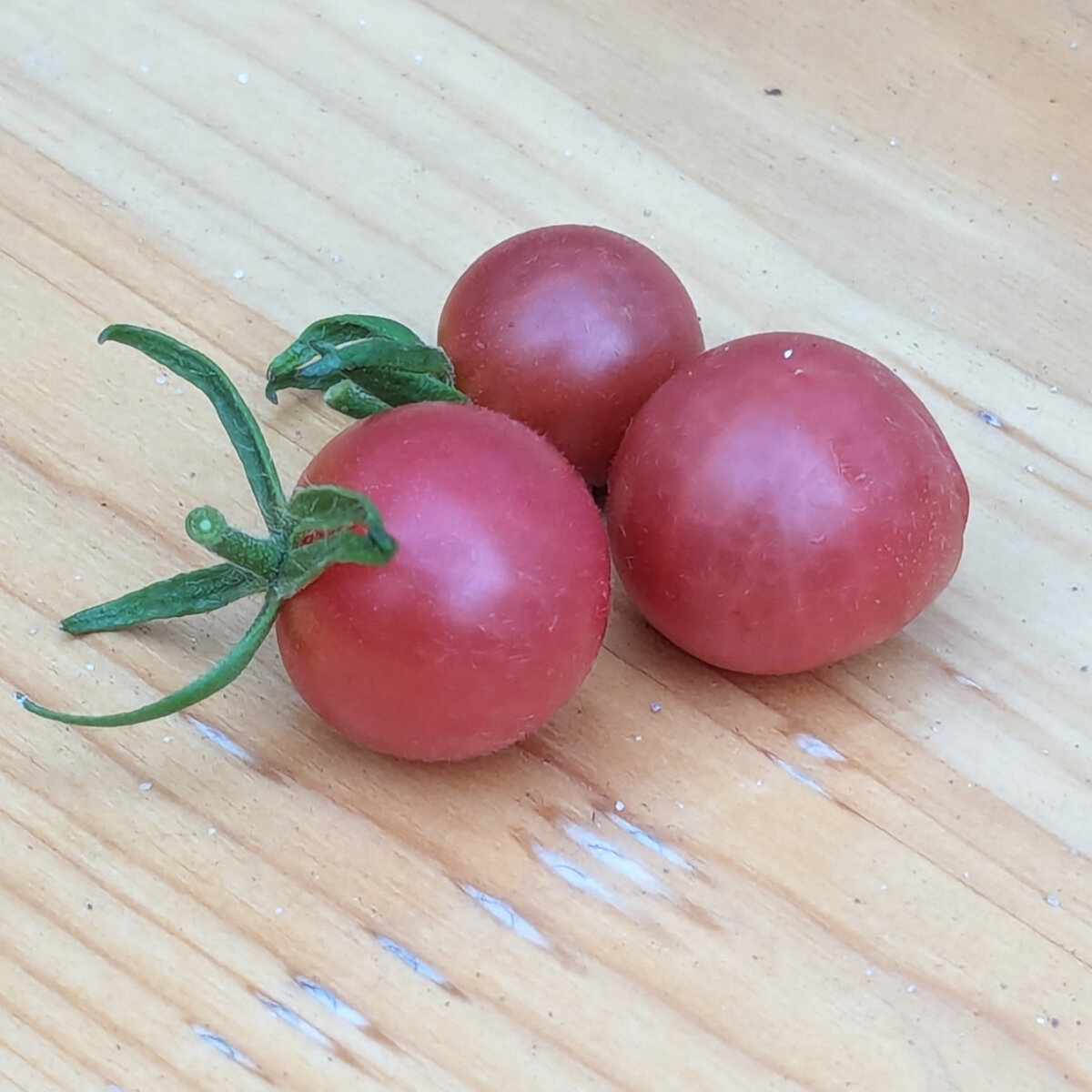 Pink Wild Tomato (Solanum pimpinellifolium) seeds