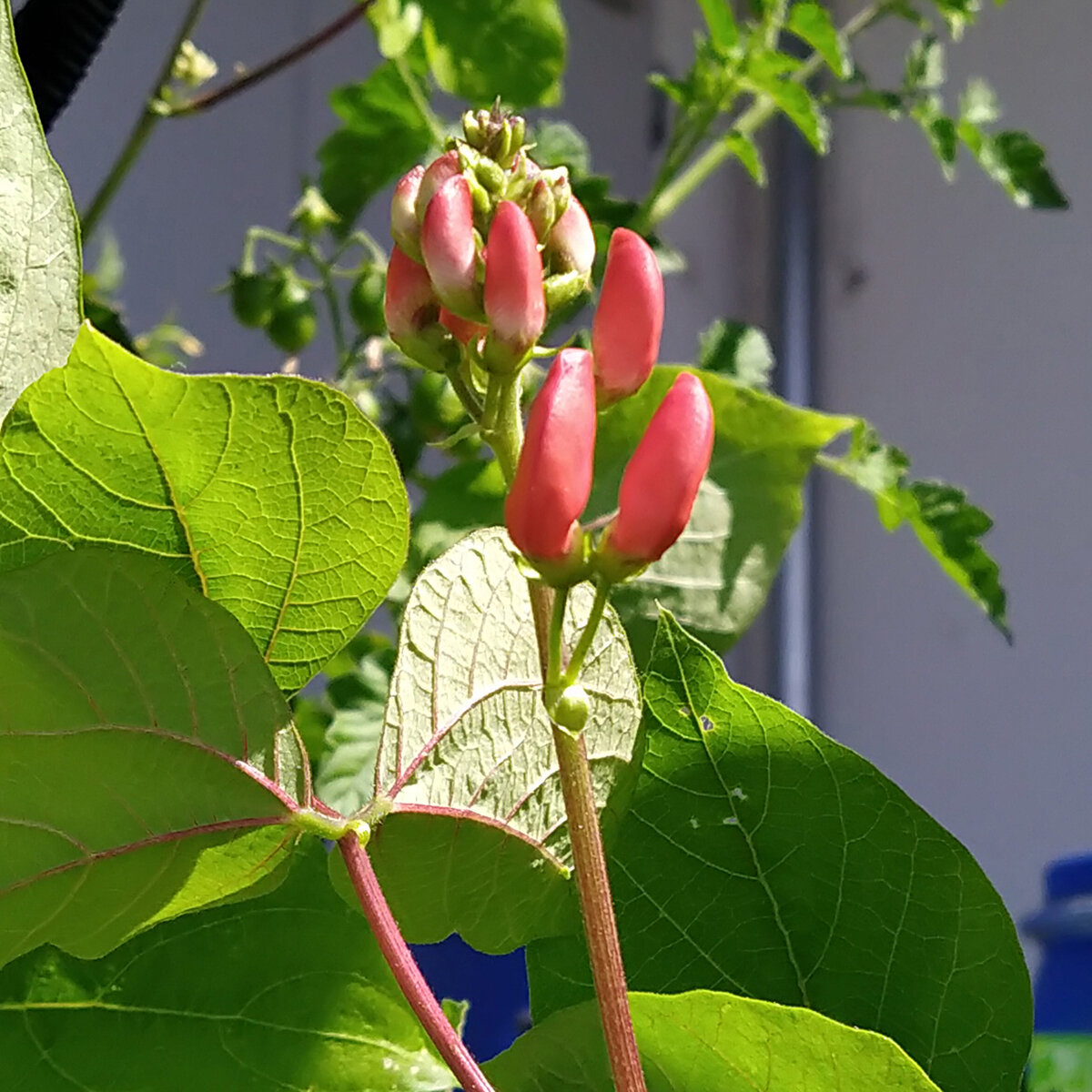 Runner Bean 'Hestia' (Phaseolus coccineus) seeds