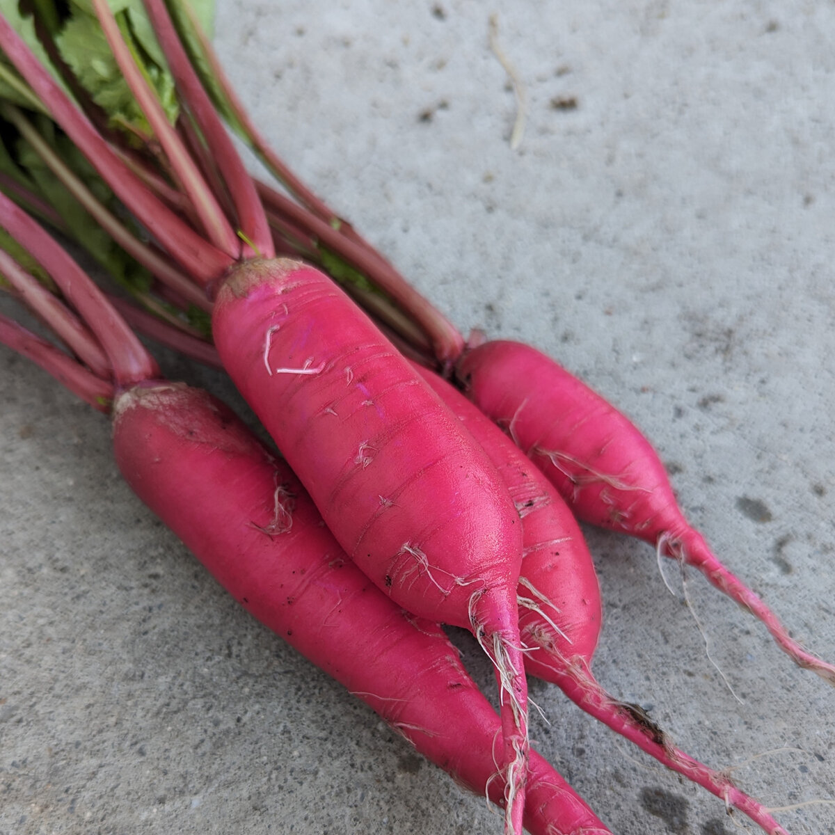 Radish 'Rote Riesen' (Raphanus sativus) seeds