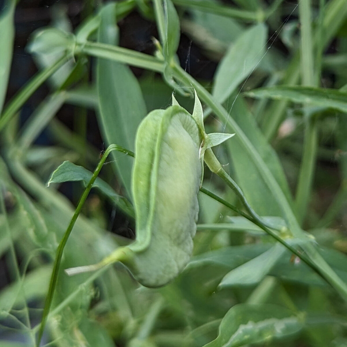 Grass pea (Lathyrus sativus) seeds