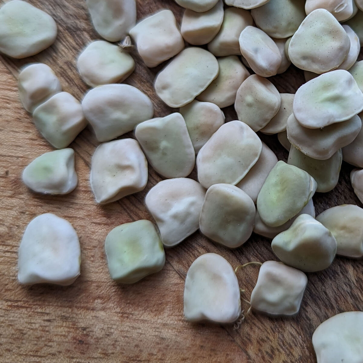 Grass pea (Lathyrus sativus) seeds