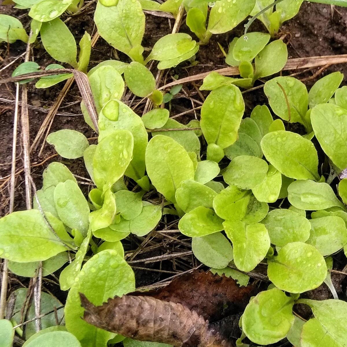 Lettuce 'May Queen' (Lactuca sativa) organic seeds