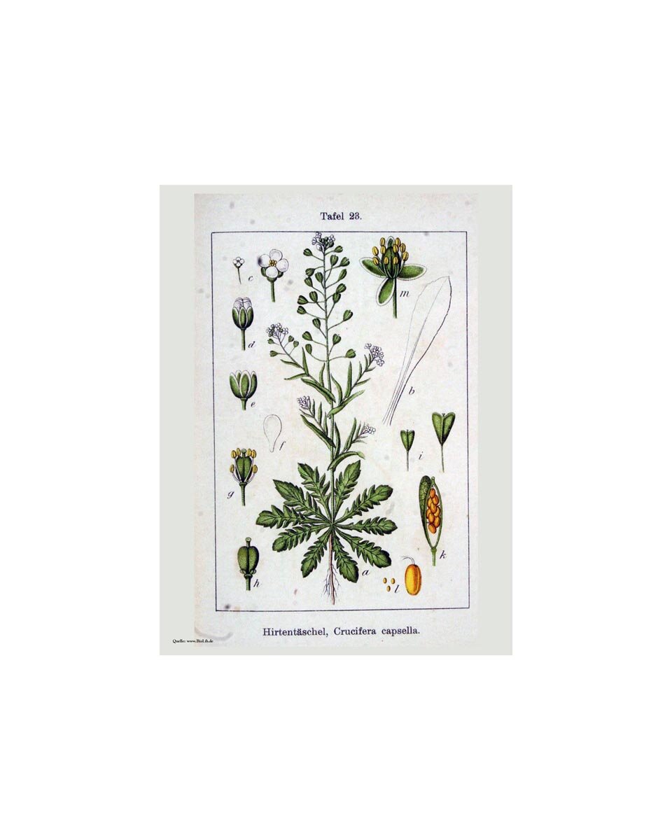 Shepherd's Purse (Capsella bursa-pastoris) seeds