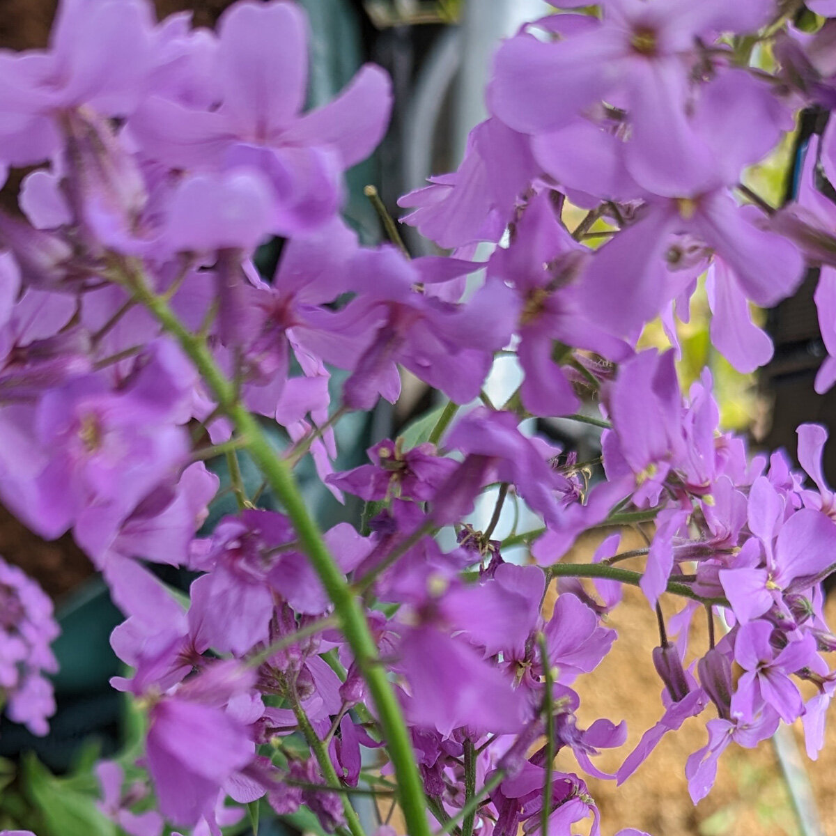Dame's Rocket / Damask Violet (Hesperis matronalis) seeds