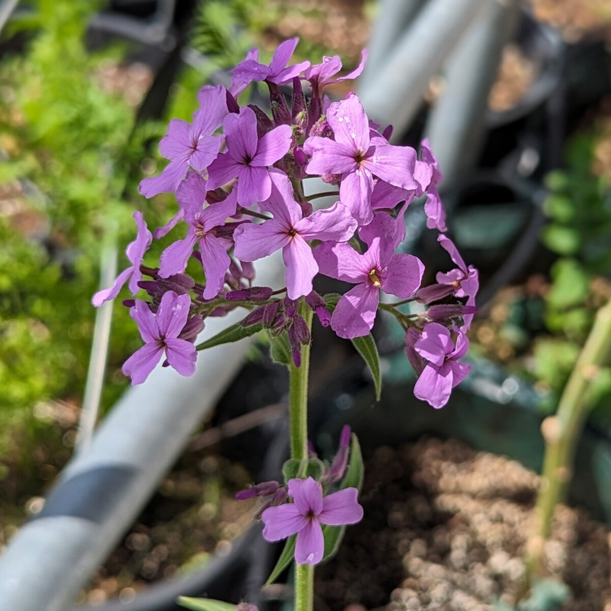 Dame's Rocket / Damask Violet (Hesperis matronalis) seeds