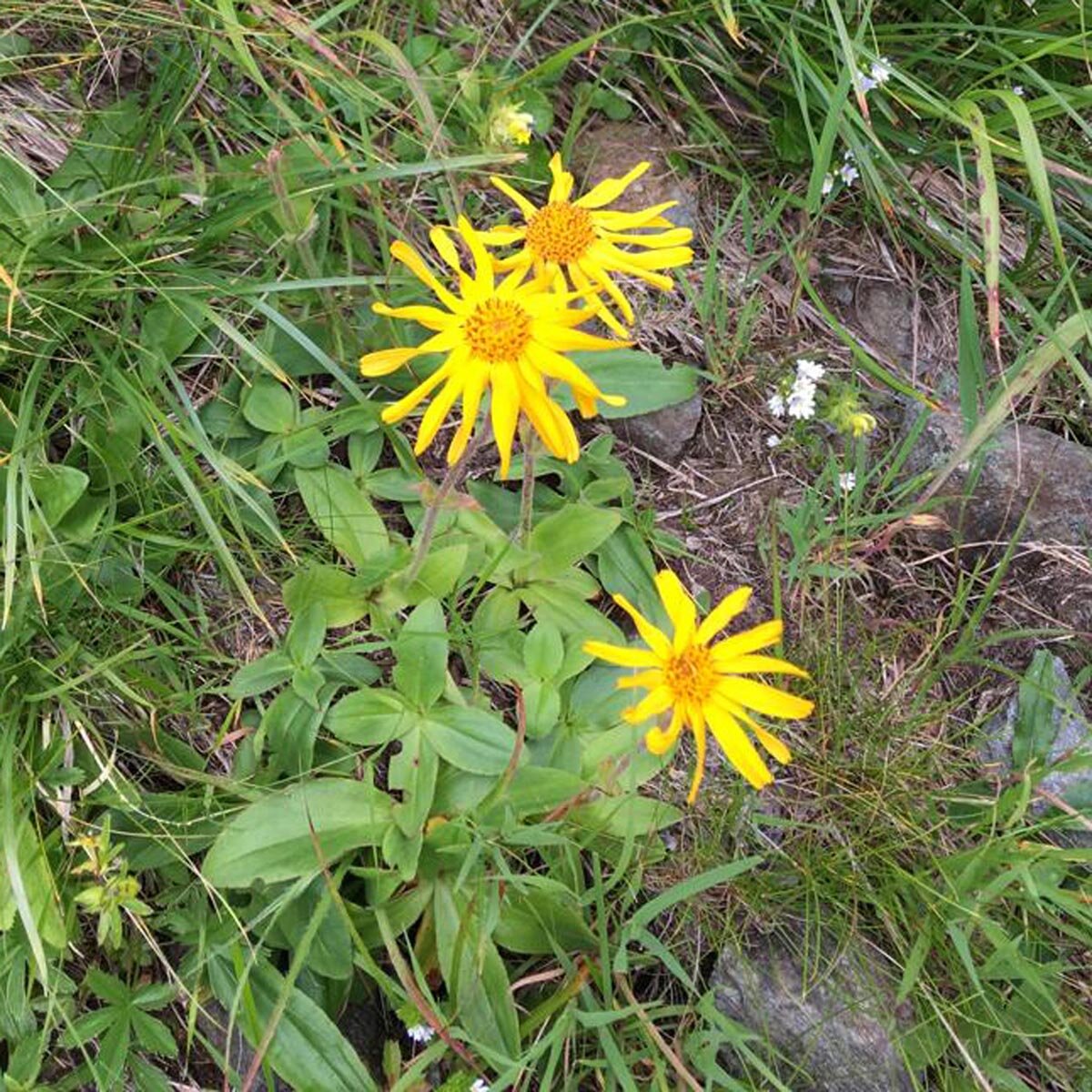 Arnica Planta Medicinal