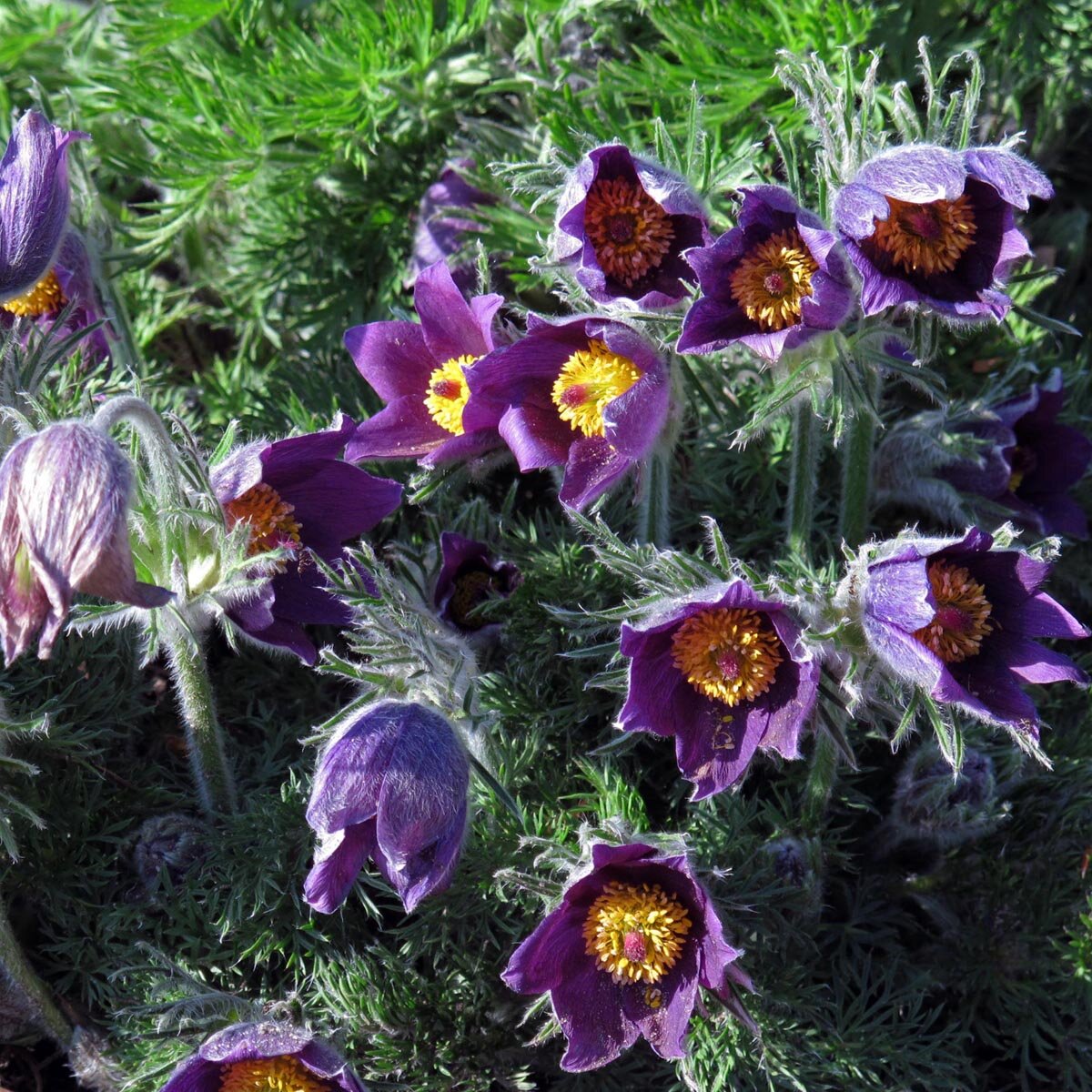 Pasque Flower (Pulsatilla vulgaris) seeds