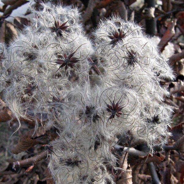 Old Man S Beard Traveller S Joy Clematis Vitalba Seeds