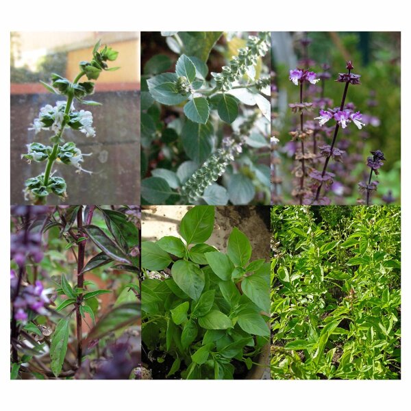 Exotic Basil Varieties - Seed kit