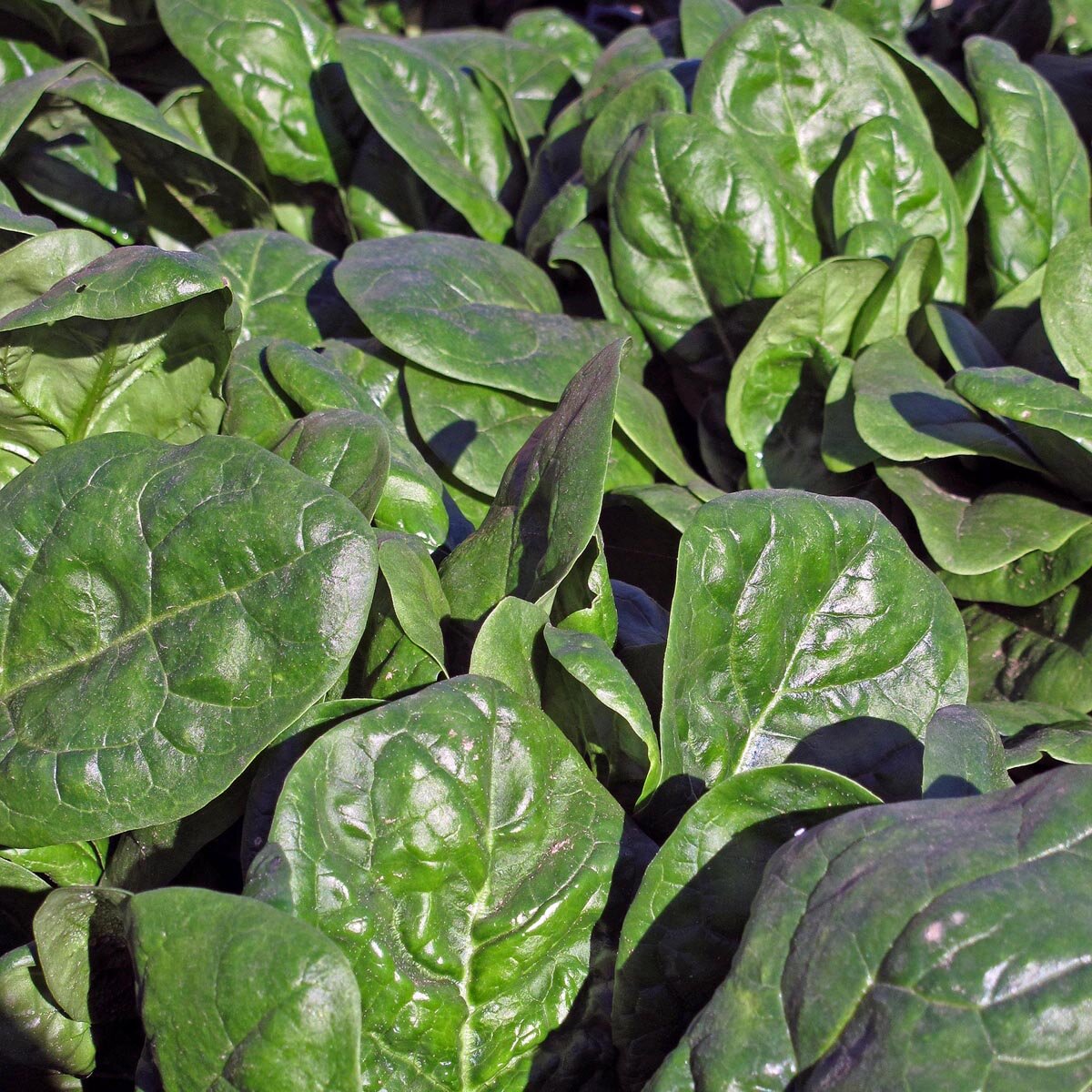 Spinach 'Matador' (Spinacia oleracea) organic seeds