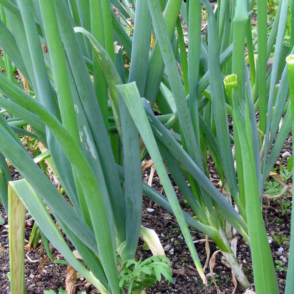 Welsh Onion 'White Lisbon' (Allium fistulosum) organic seeds