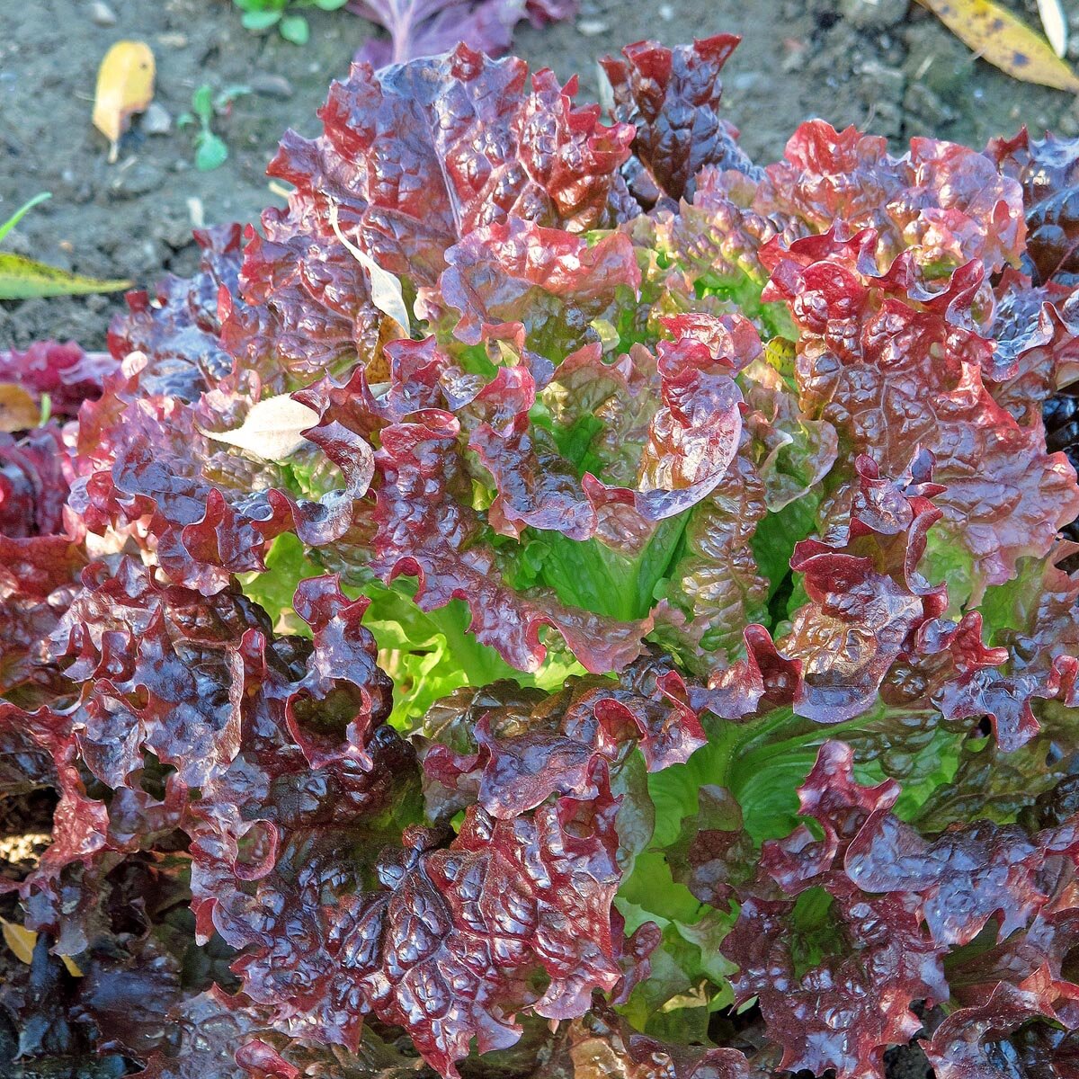 Leaf Lettuce 'Salad Bowl' (Lactuca sativa) organic seeds