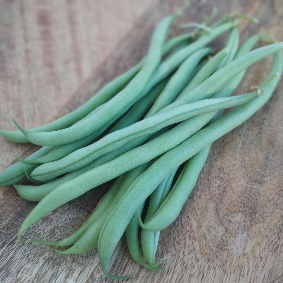 Snap Bean / Dwarf French Bean 'Tendergreen' (Phaseolus vulgaris) seeds