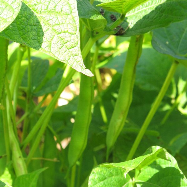 Snap Bean / Dwarf French Bean 'Tendergreen' (Phaseolus vulgaris) seeds