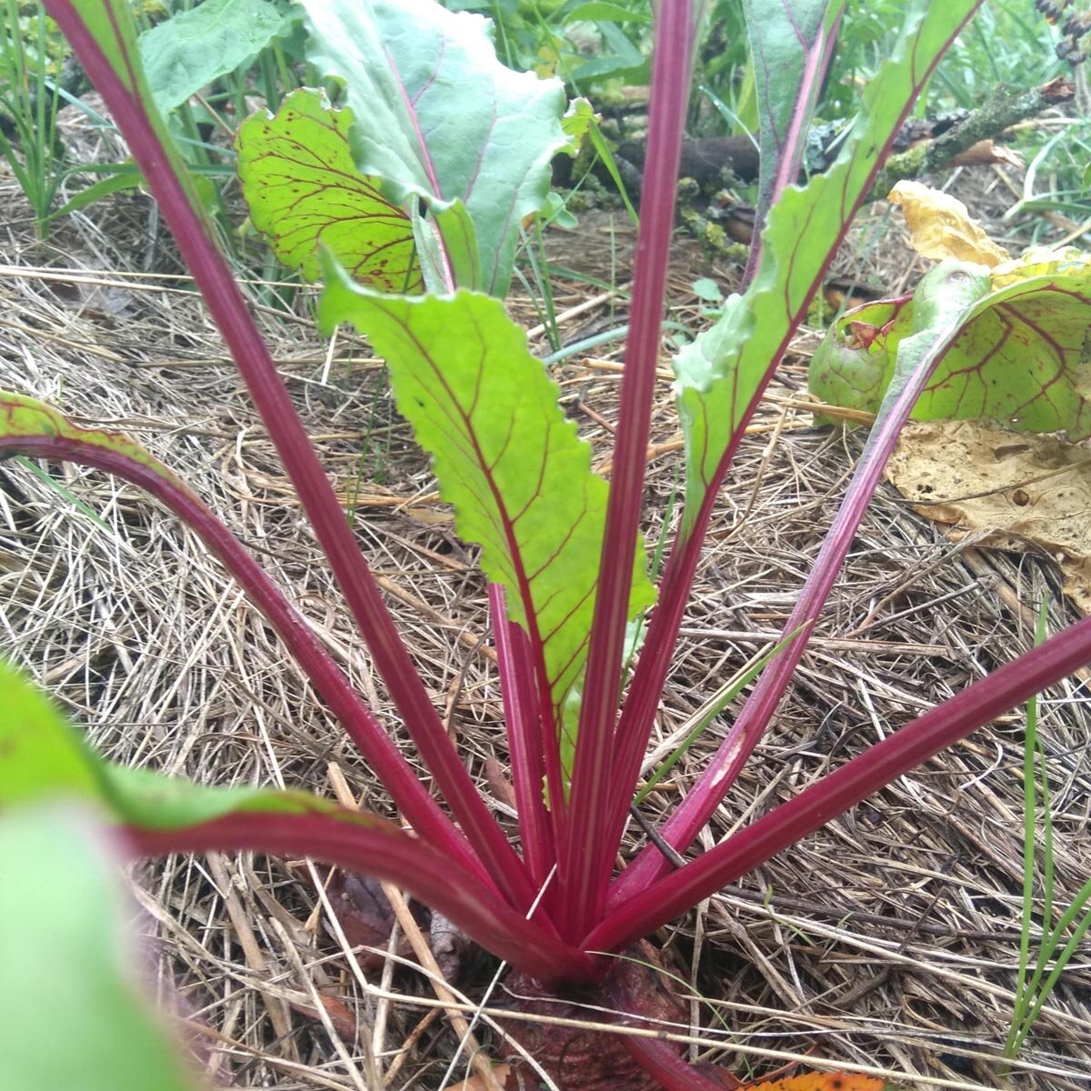 Beetroot 'Boltardy' (Beta vulgaris) seeds