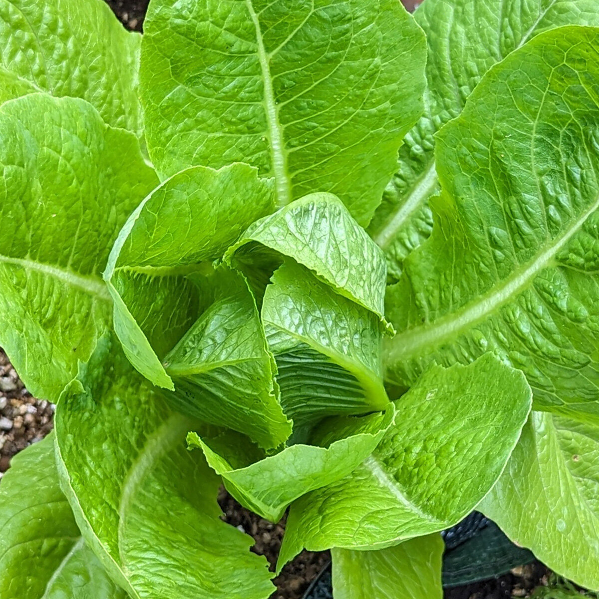 Romaine Lettuce 'Lobjoits Green' (Lactuca sativa) seeds
