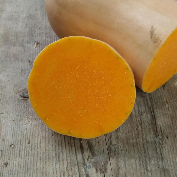 Butternut Squash 'Ponca' (Cucurbita moschata) organic seeds