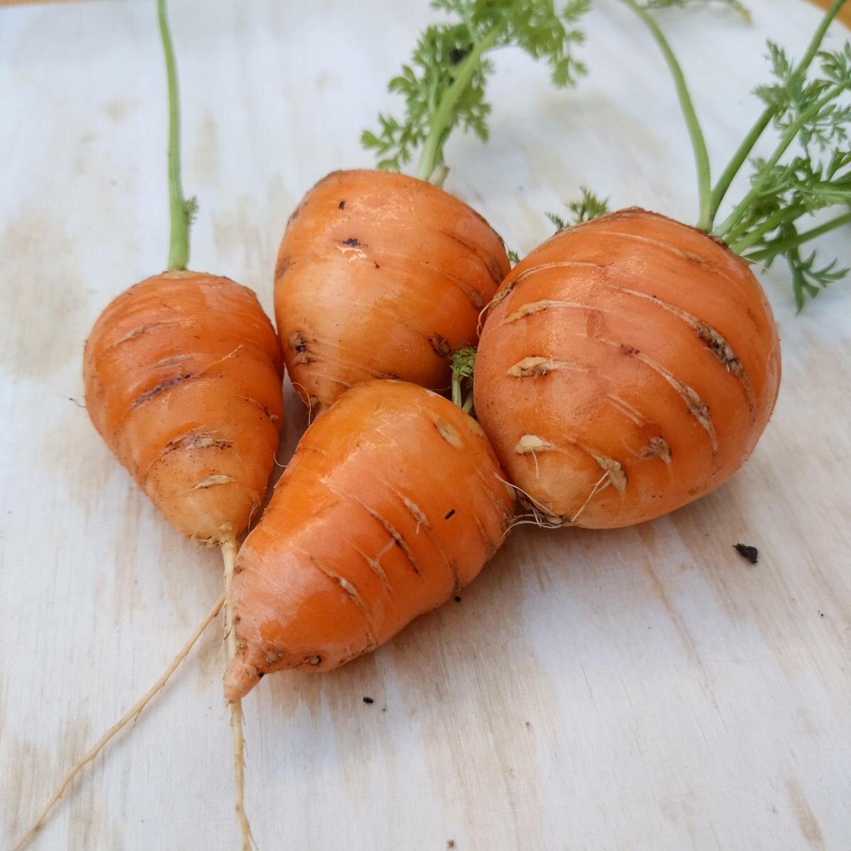 Guérande Carrot 'Oxheart' (Daucus carota) organic seeds