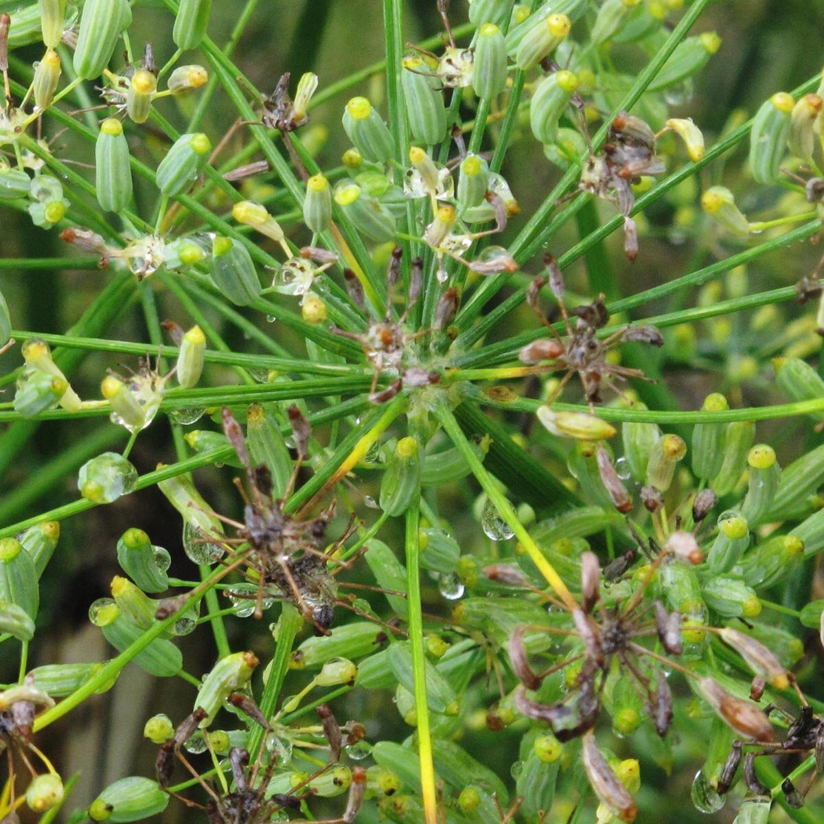 Sweet herb fennel 'Dulce' (Foeniculum vulgare) organic seeds