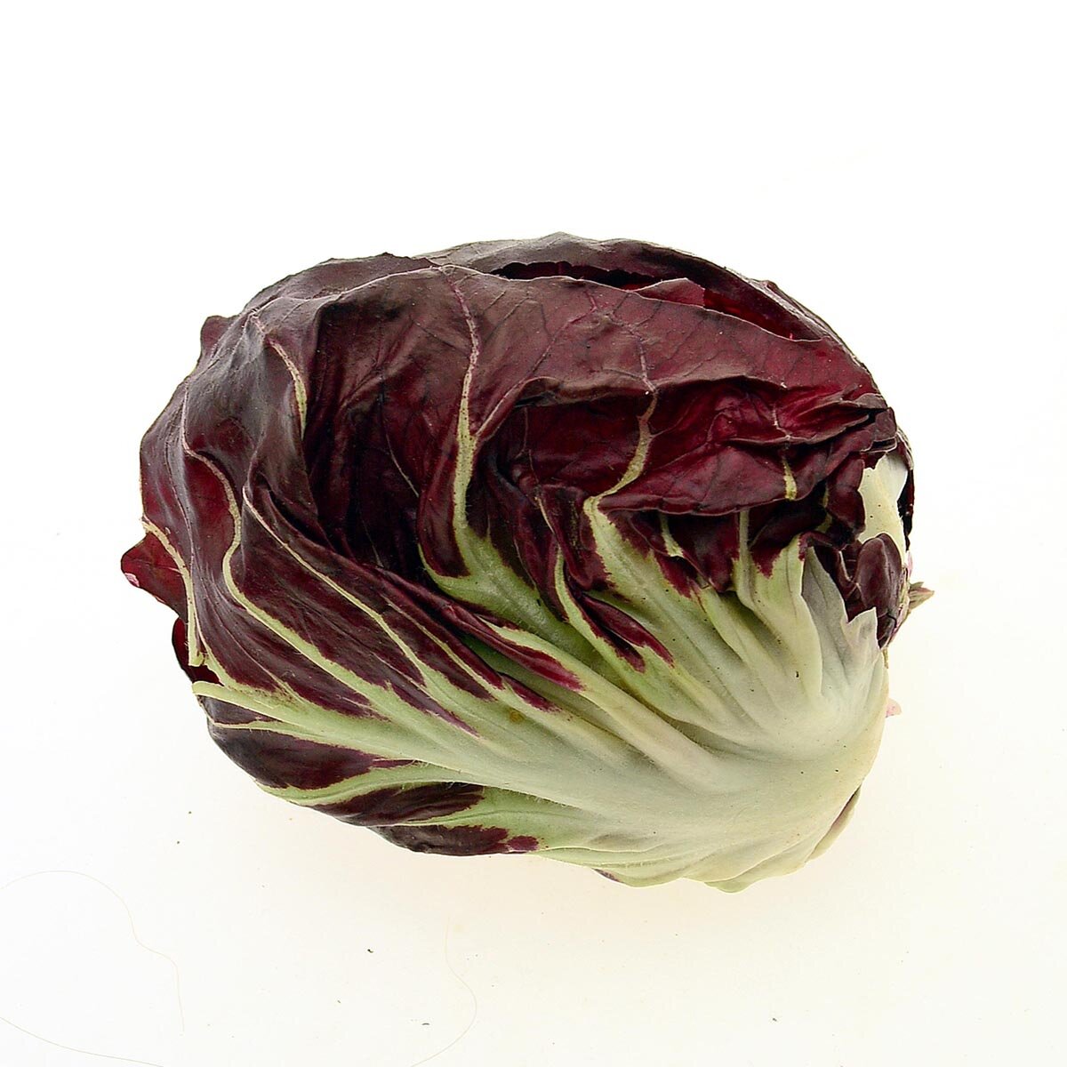 Radicchio 'Palla Rossa' (Cichorium intybus var. foliosum) organic seeds