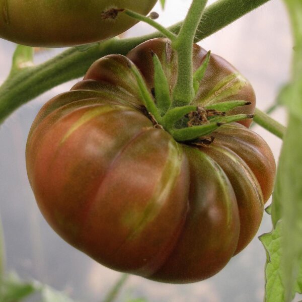 Tomato 'Ananas Noire' (Solanum lycopersicum) seeds