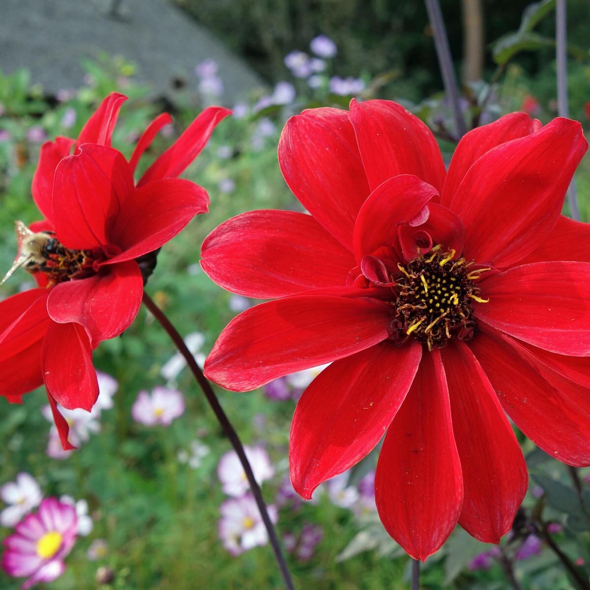 Dahlia 'Bishop's Children' (Dahlia variabilis) organic seeds