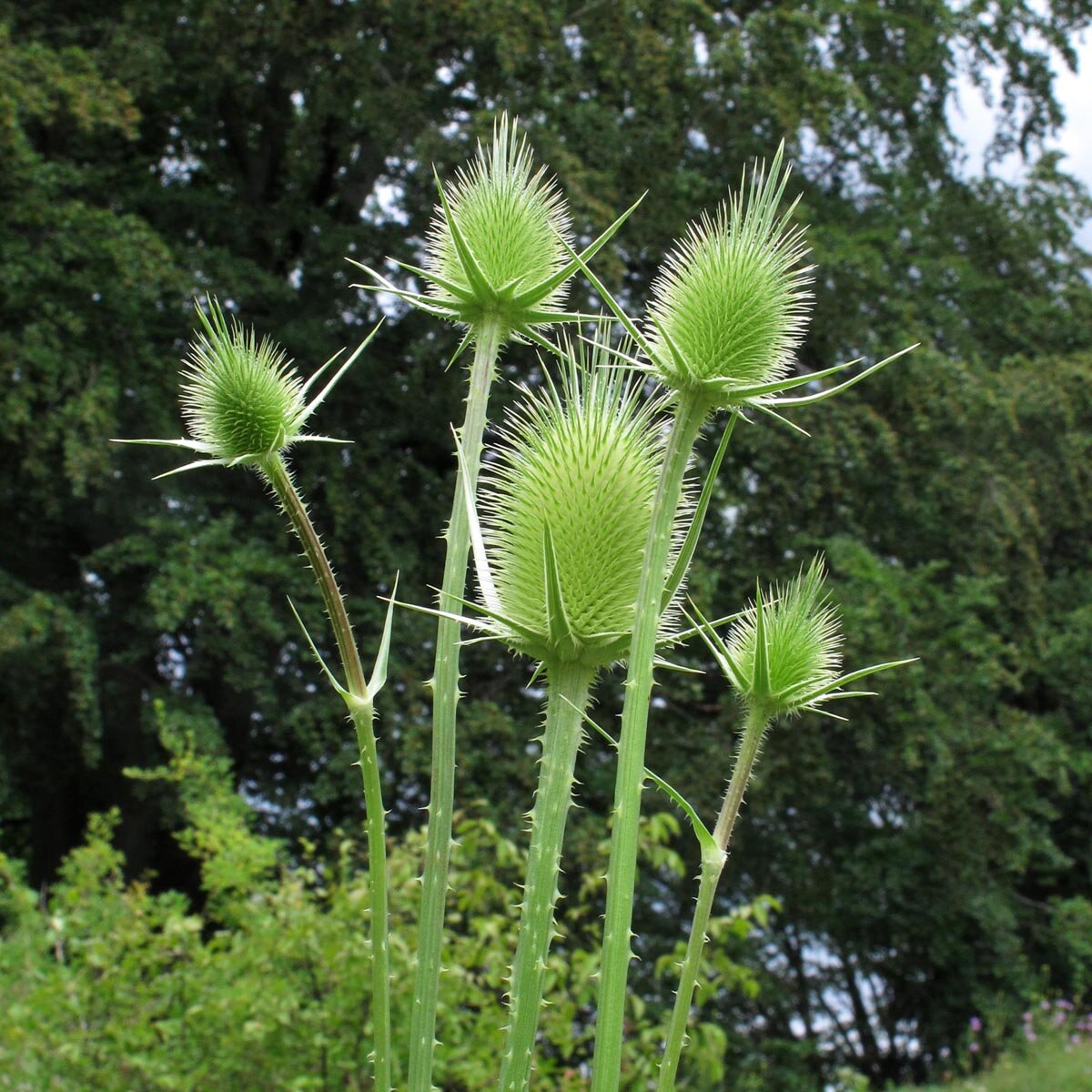 Wild Teasel / Fuller's Teasel (Dipsacus fullonum) organic seeds