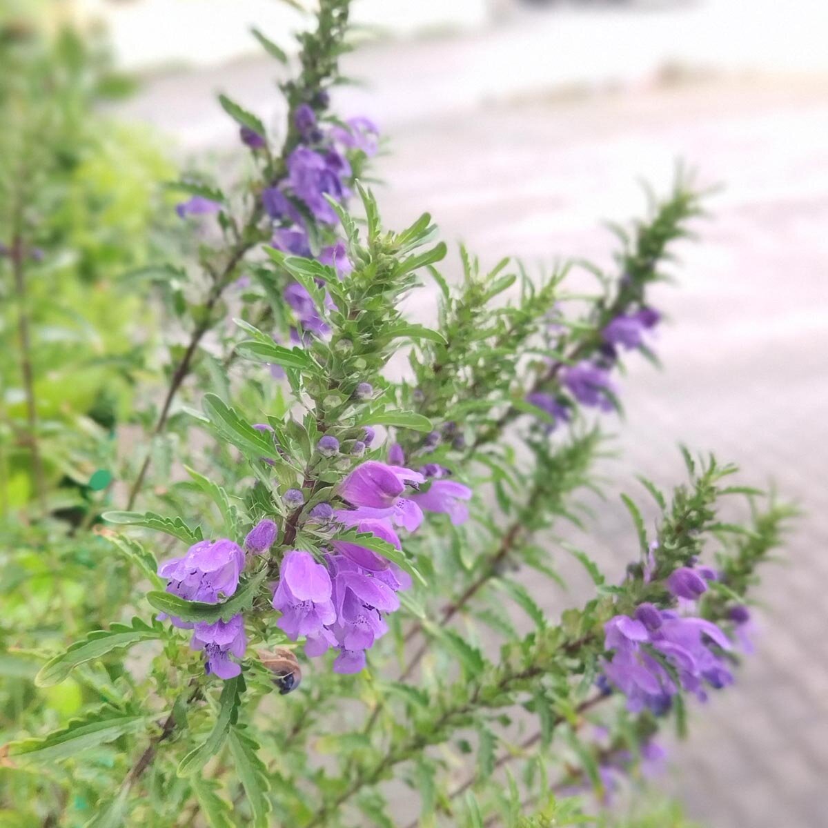 Ajwain /Bishop's Weed (Carum copticum) seeds