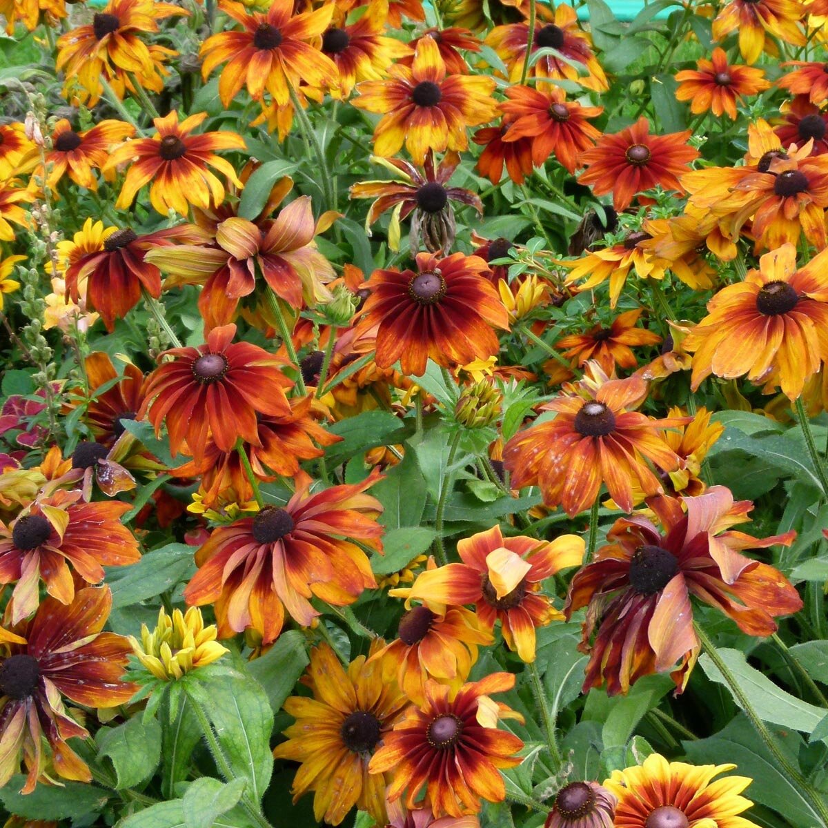 Black-Eyed Susan 'Chocolate Orange' (Rudbeckia hirta) organic seeds
