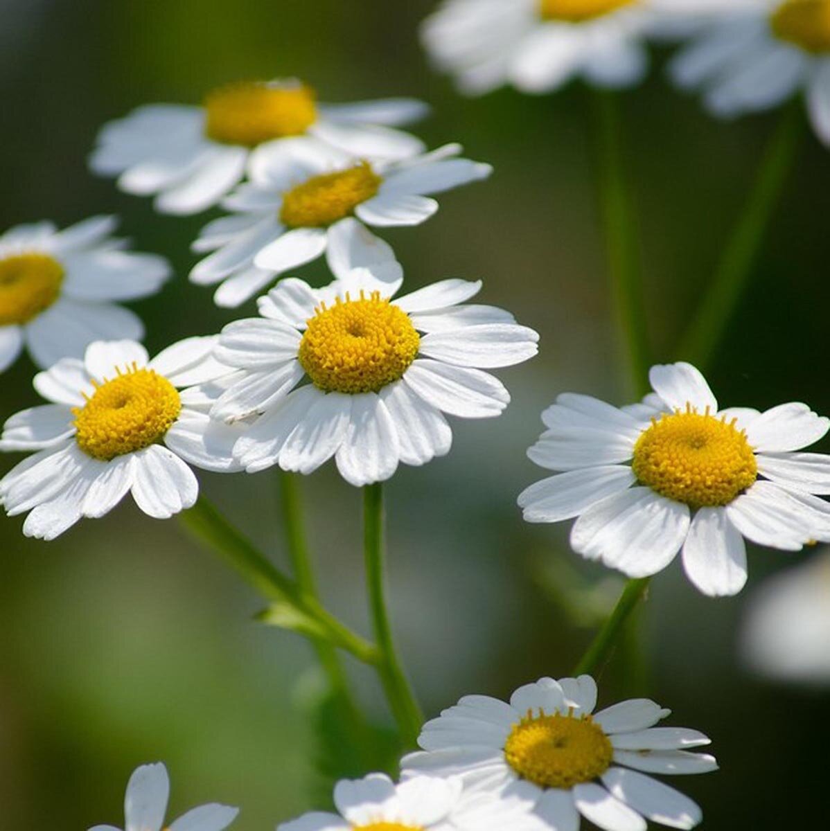 Feverfew / Bachelor's Buttons (Tanacetum parthenium) organic seeds