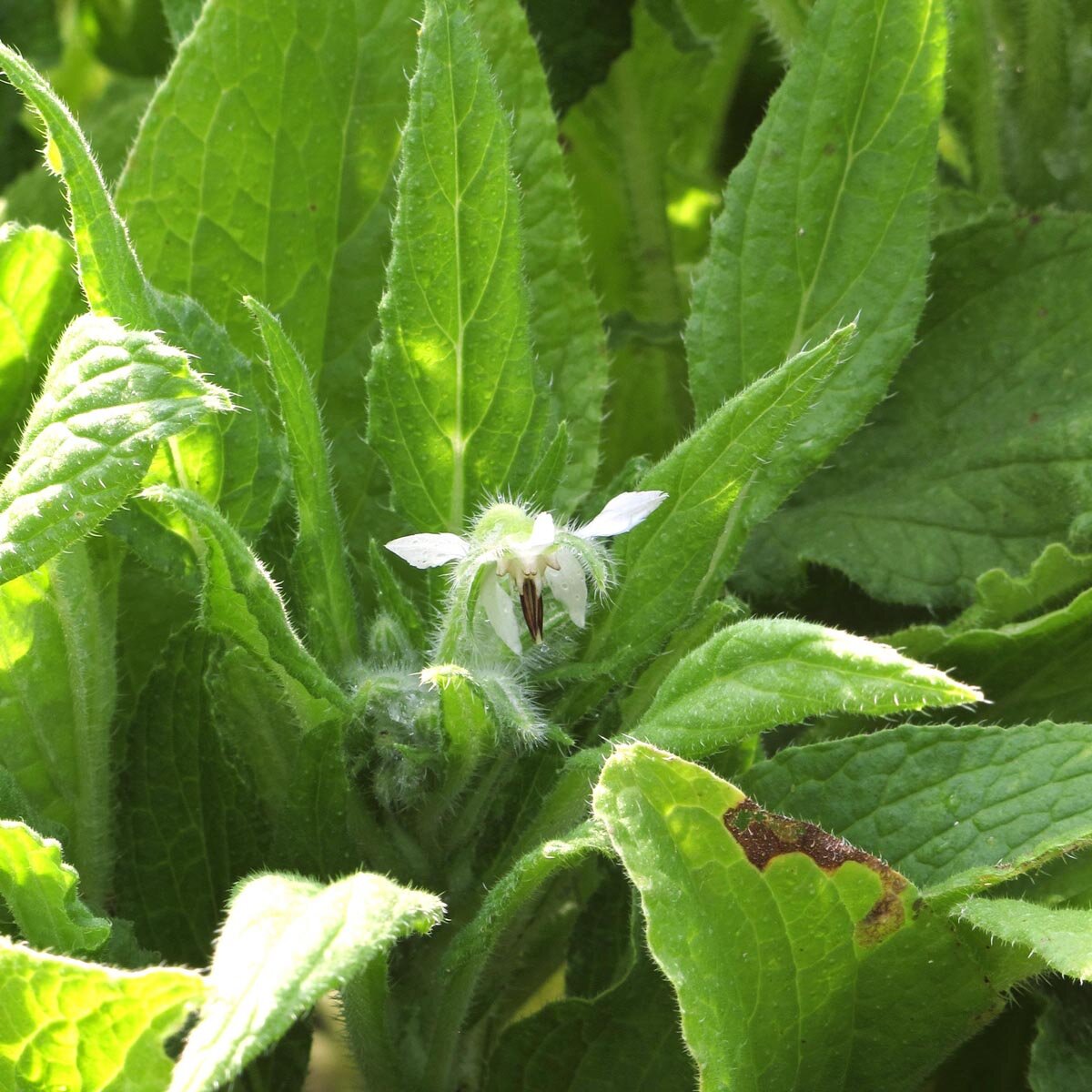 White Borage 'Alba' (Borago officinalis) organic seeds