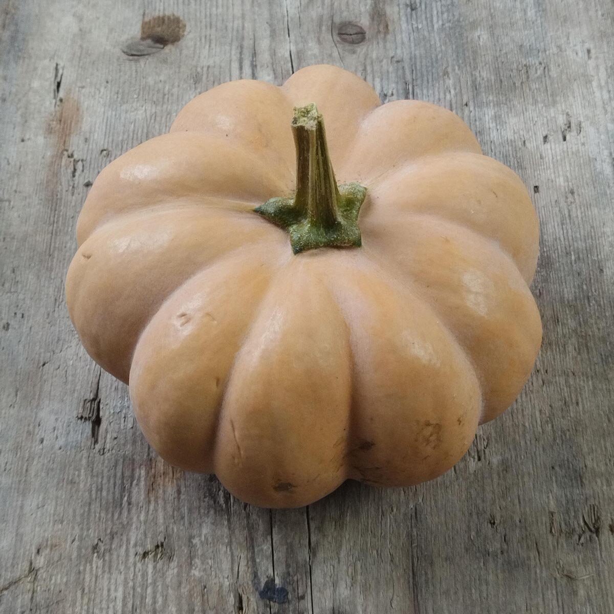 Pumpkin 'Musquée de Provence' (Cucurbita moschata) organic seeds
