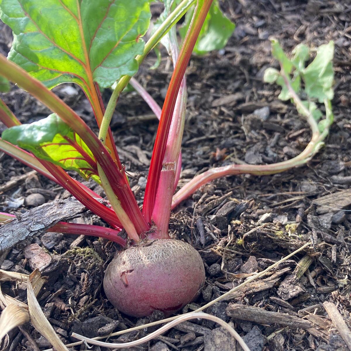 Beetroot 'Tonda di Chioggia' (Beta vulgaris) organic seeds