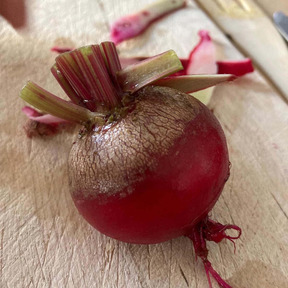 Beetroot 'Tonda di Chioggia' (Beta vulgaris) organic seeds